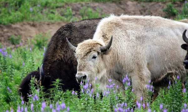The Birth Of The White Buffalo... | Healing With Love And Light