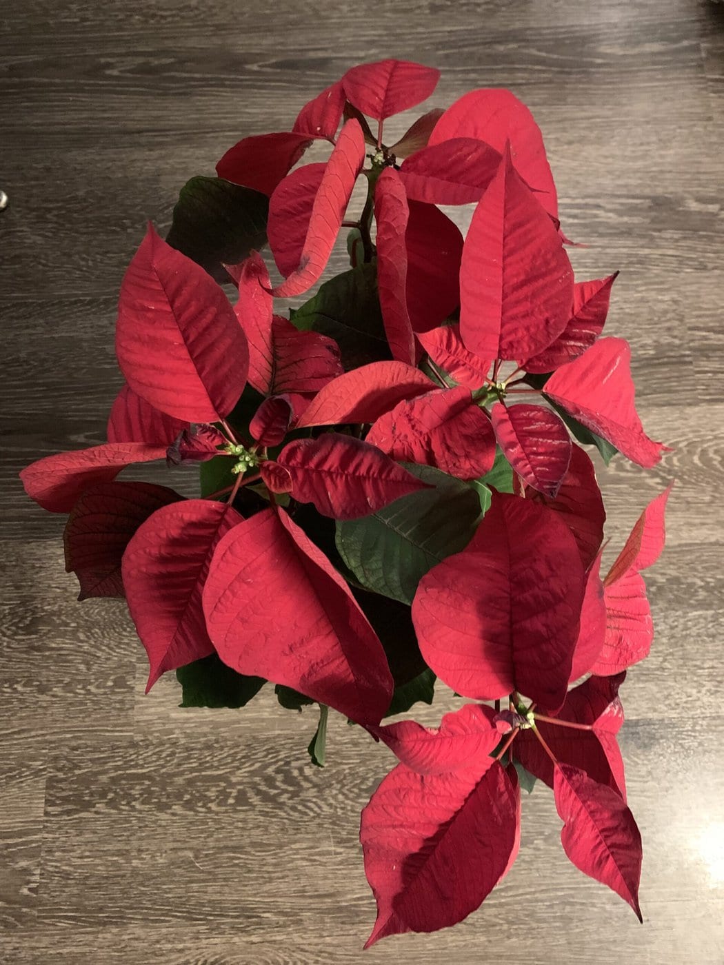 Poinsettia Symbolism - The Blood Of Christ | Healing With Love And Light